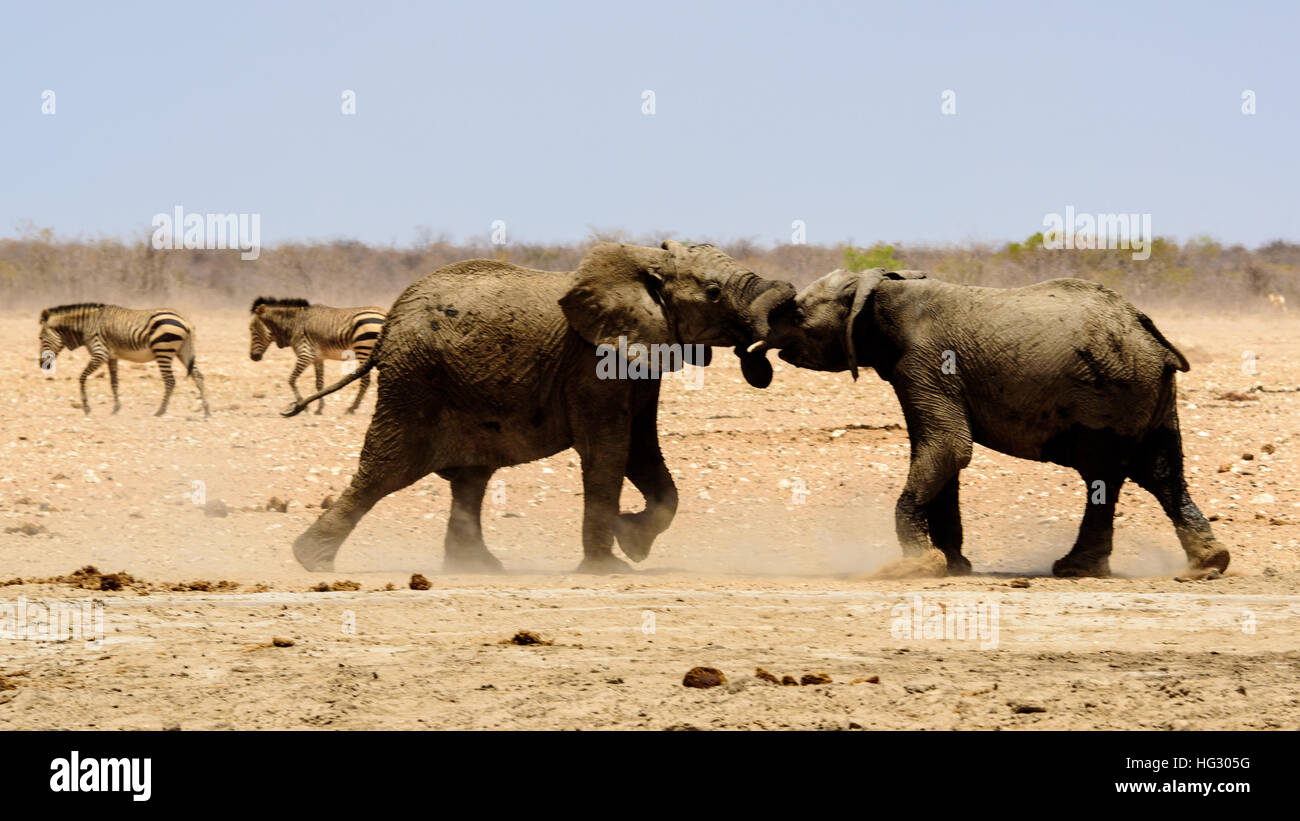 elephants testing each others strength Stock Photo - Alamy
