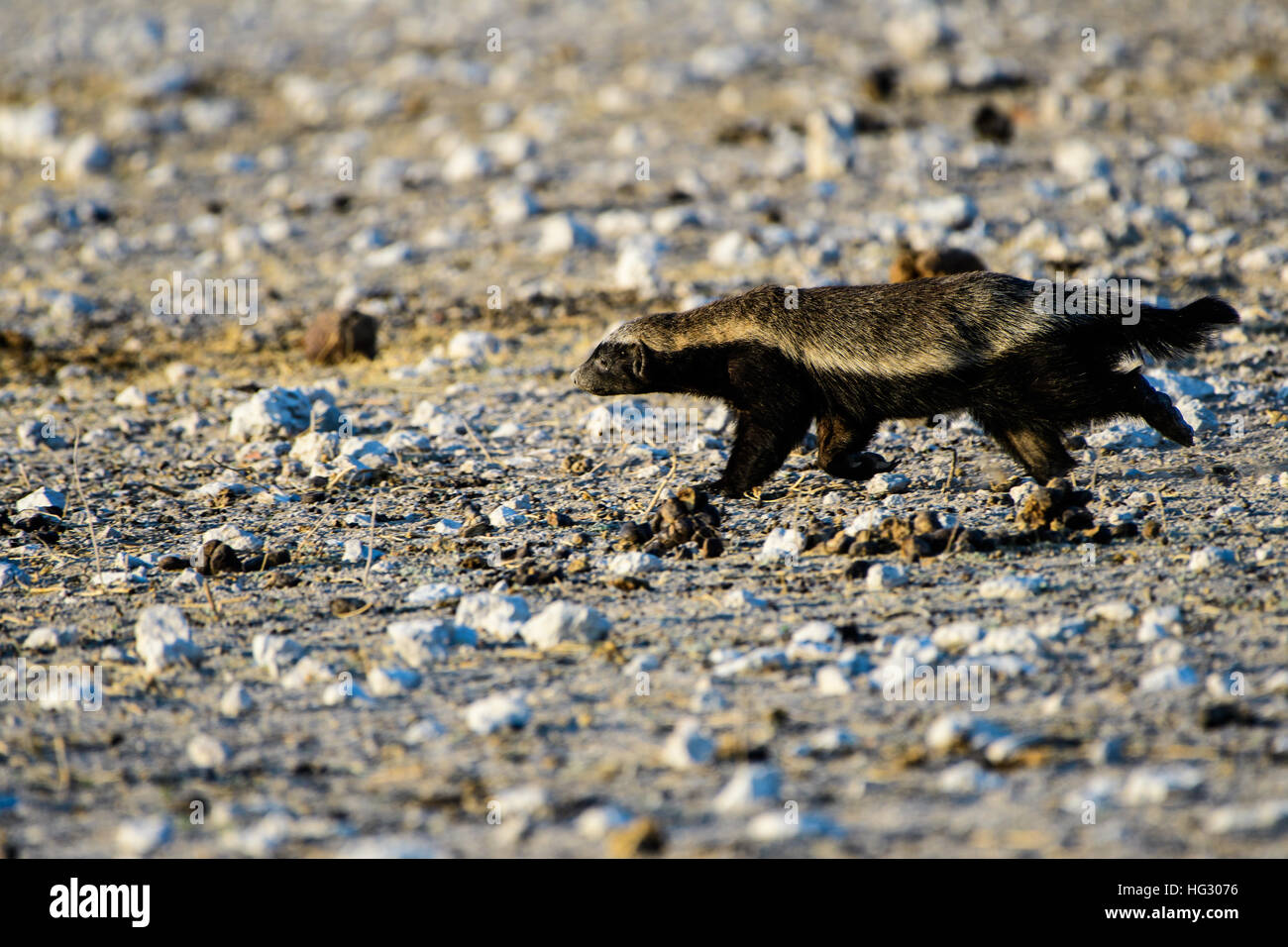African badger hi-res stock photography and images - Alamy