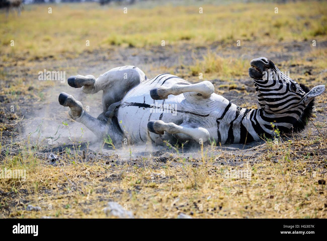 Zebra rolling on the ground having a dust bath Stock Photo - Alamy