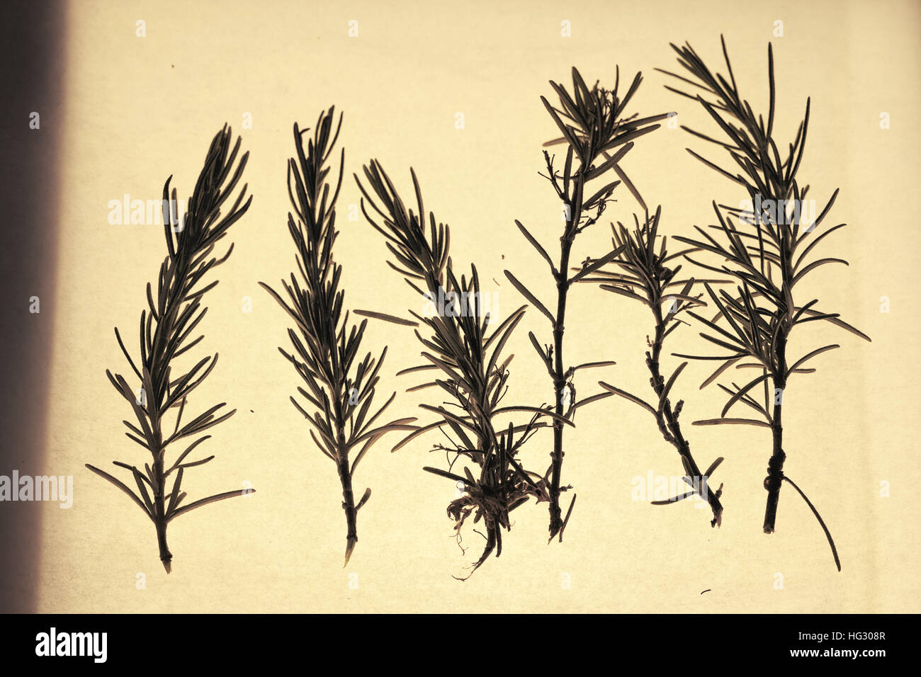 Herb Tree Forest Stock Photo - Alamy