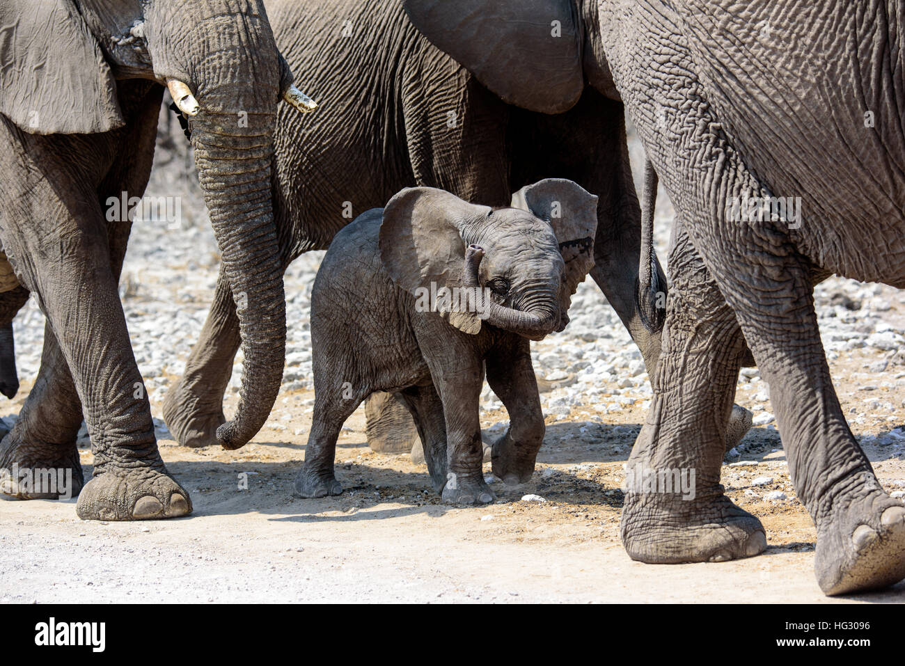 Elephant legs hi-res stock photography and images - Alamy