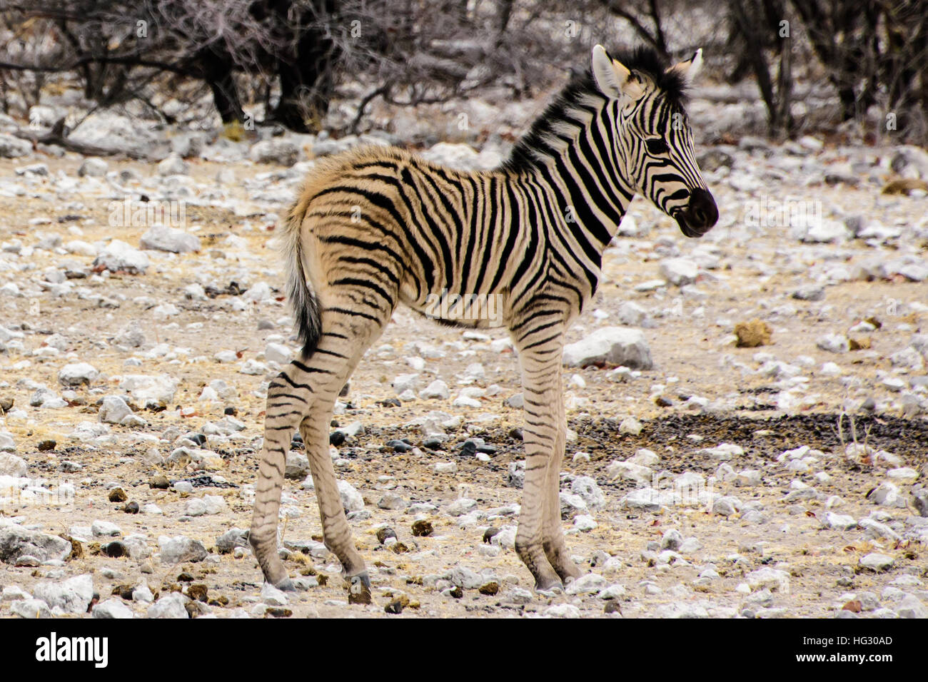 Zebra foal not vector hi-res stock photography and images - Alamy