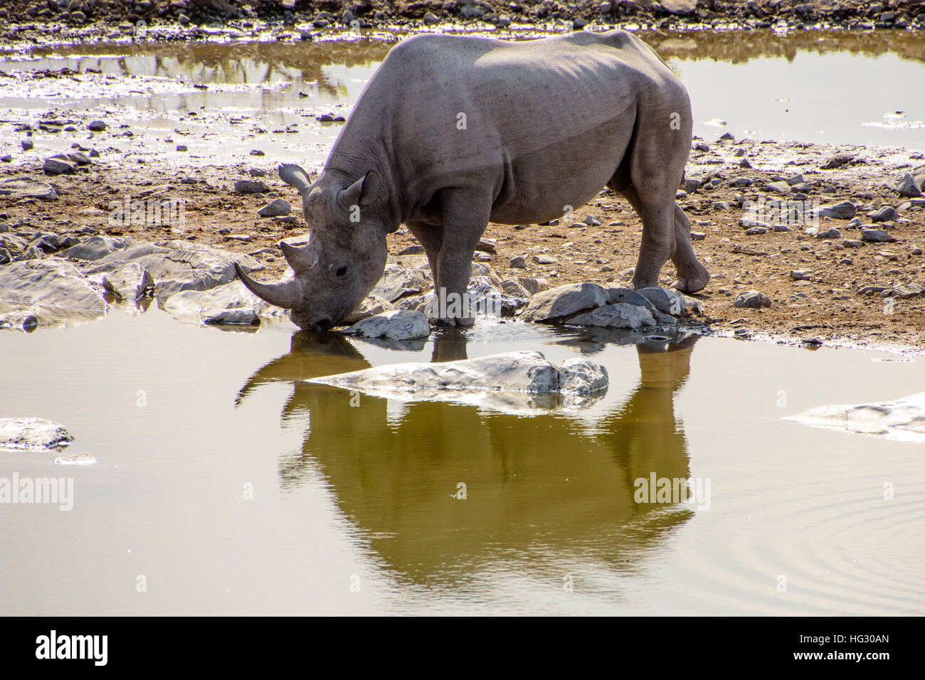Rhino and its reflection drinking at the waterhole Stock Photo - Alamy