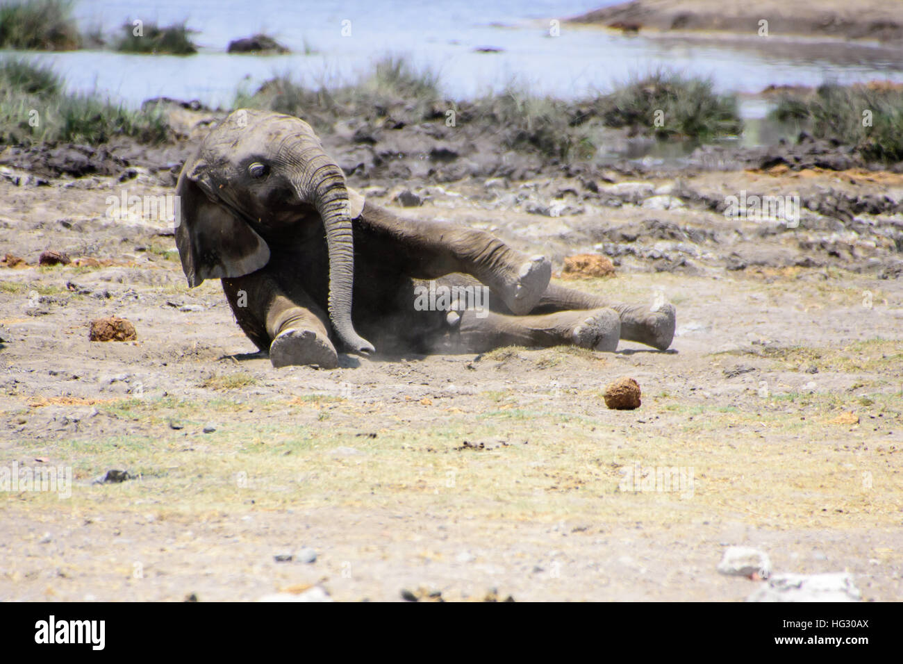 Baby elephant trying to stand up Stock Photo - Alamy