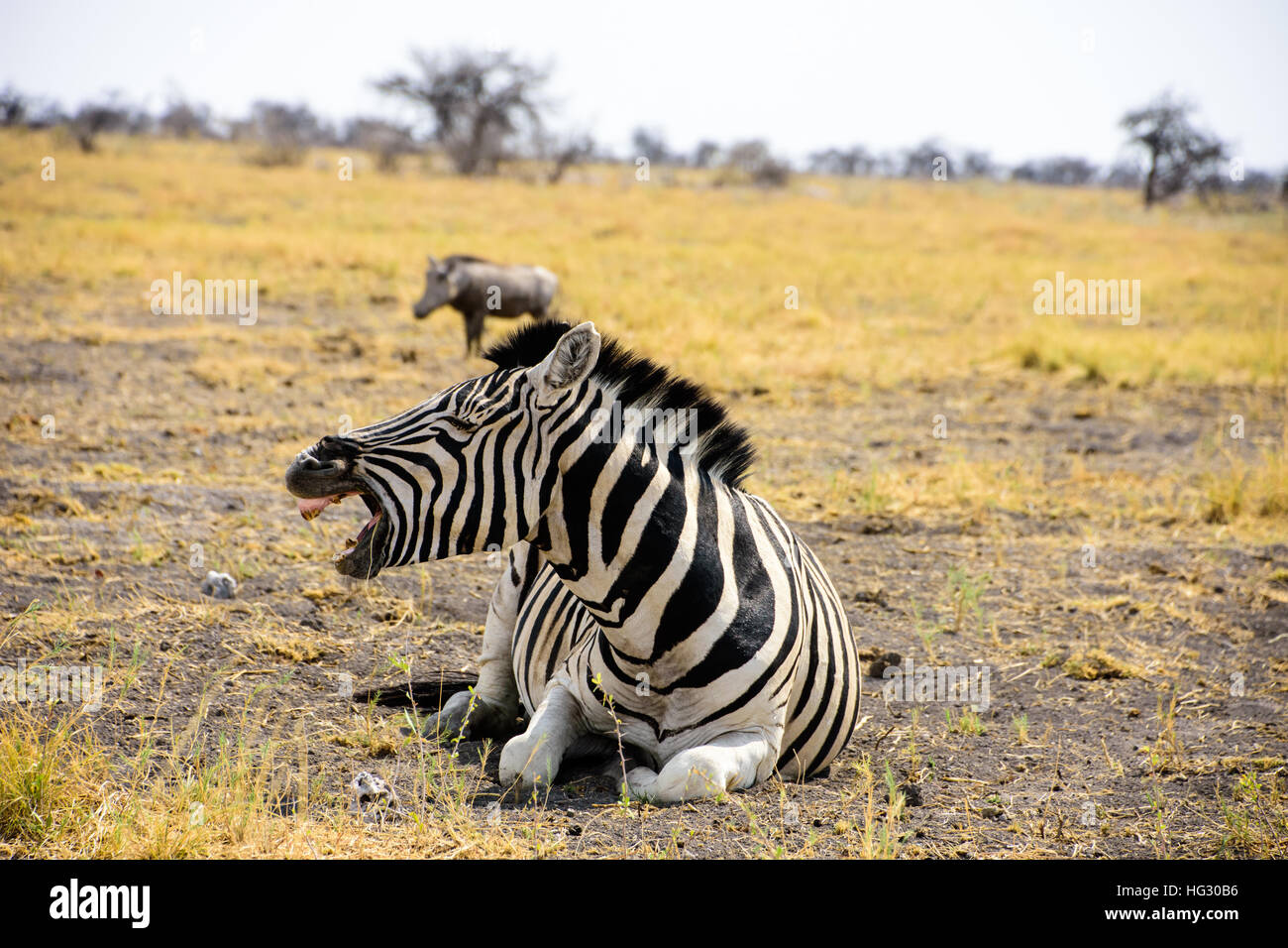 Tired Zebra yawning Stock Photo - Alamy