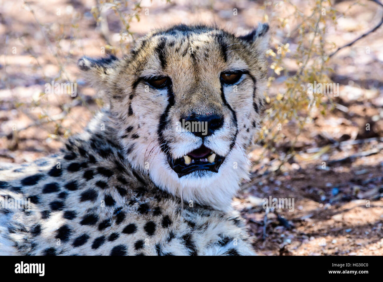Face of a Cheetah up close Stock Photo - Alamy