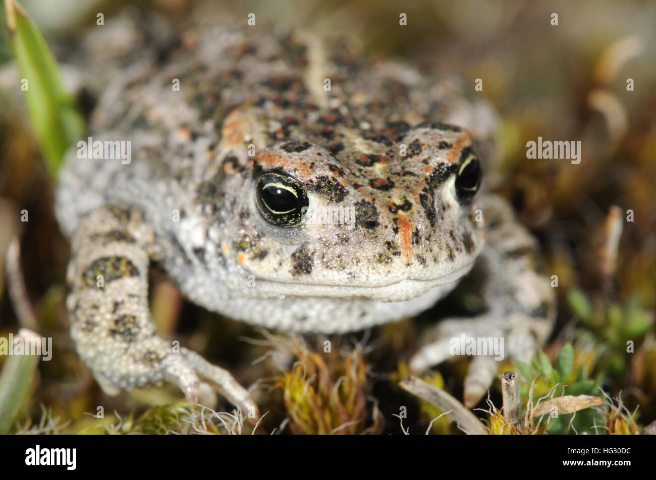 Natterjack toads hi-res stock photography and images - Alamy