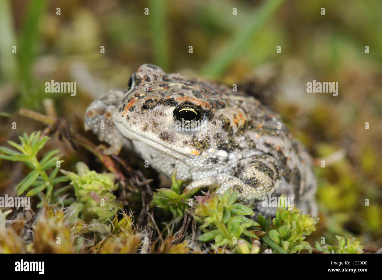 Natterjack toads hi-res stock photography and images - Alamy