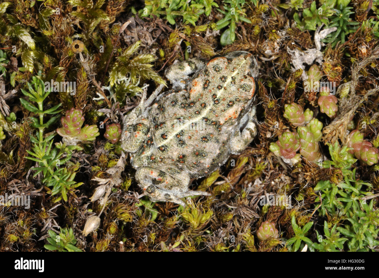 Natterjack toads hi-res stock photography and images - Alamy