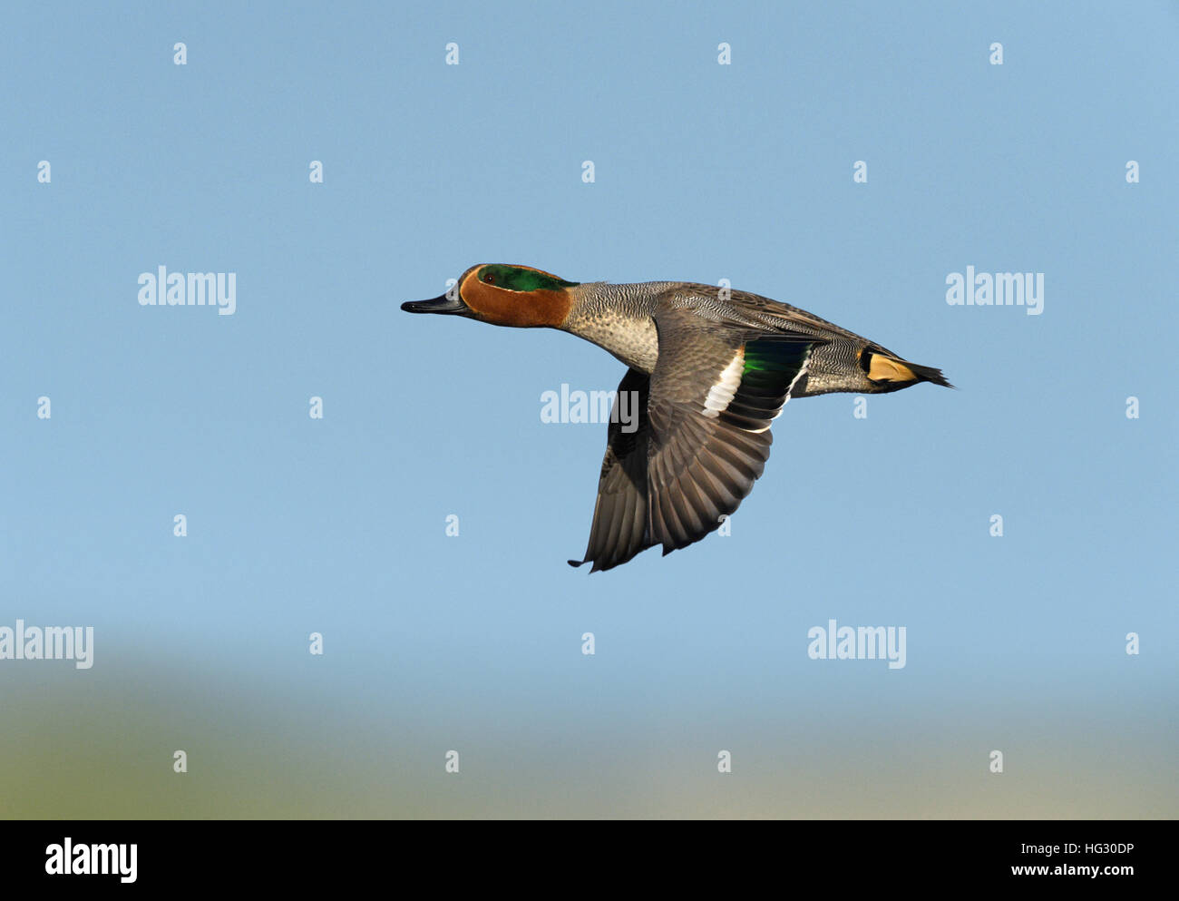 Teal in flight hi-res stock photography and images - Alamy