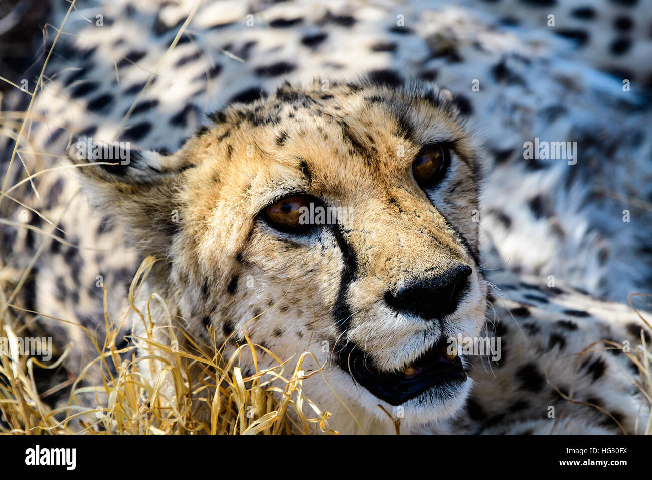 Cheetah head shot hi-res stock photography and images - Alamy