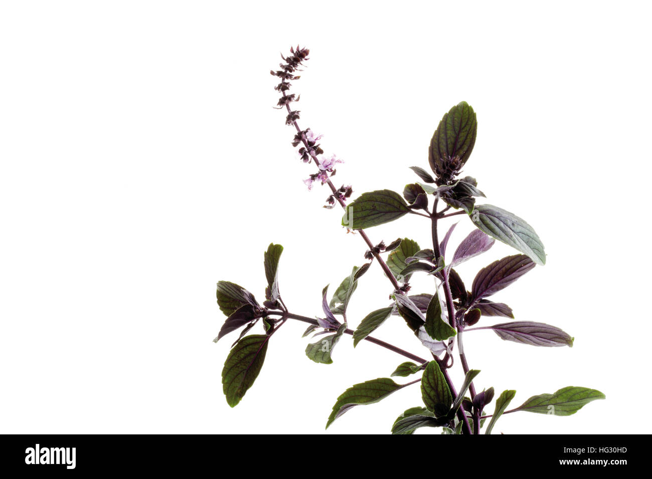 Basil (Ocimum basilicum Stock Photo - Alamy