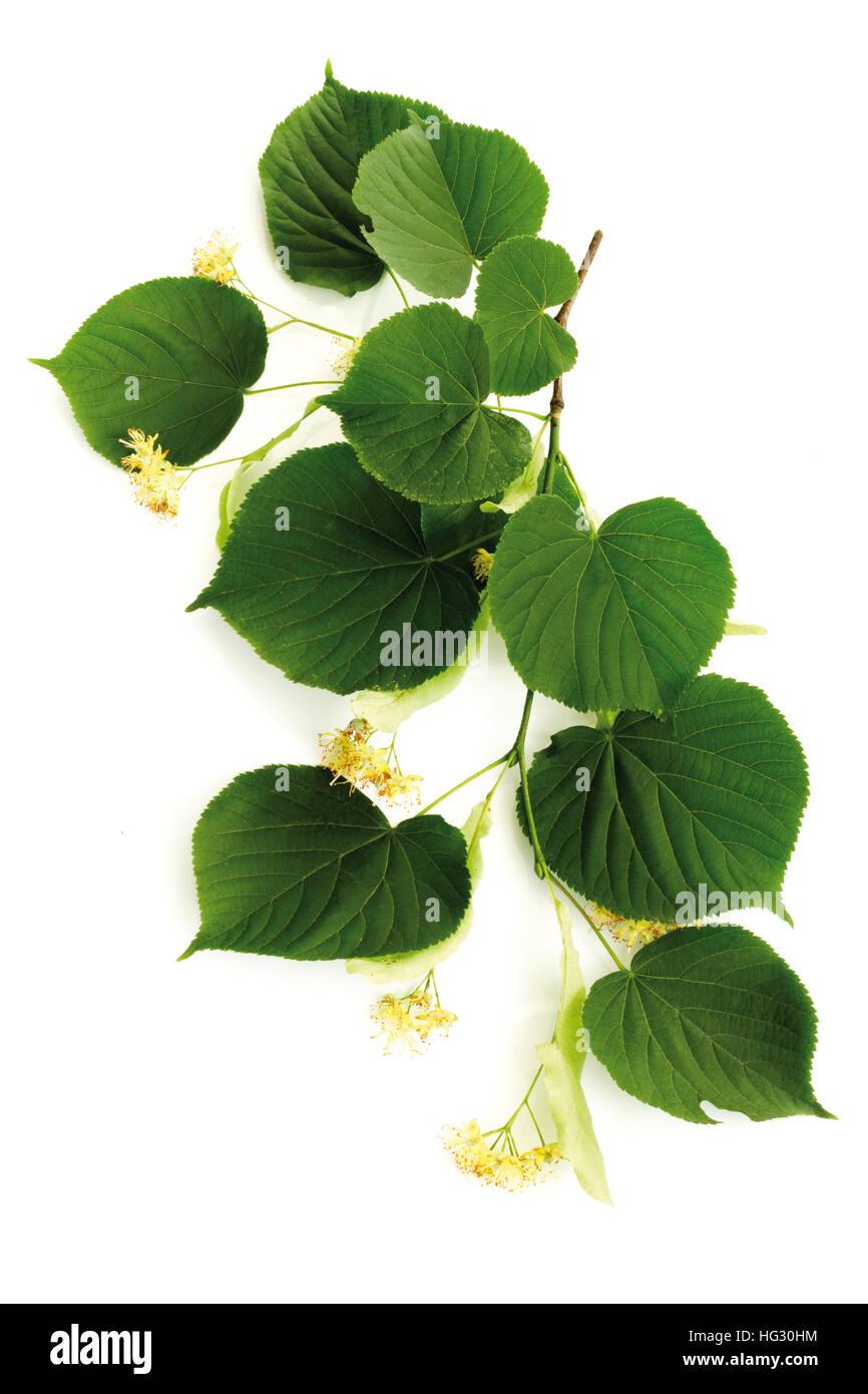 Tilia leaves hi-res stock photography and images - Alamy