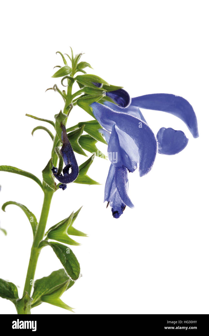Blue Angel Sage (Salvia patens Stock Photo - Alamy