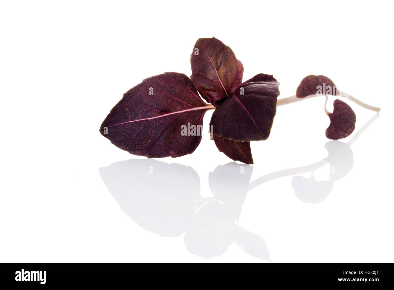 Red - or Purple Basil (Ocimum basilicum var Stock Photo - Alamy