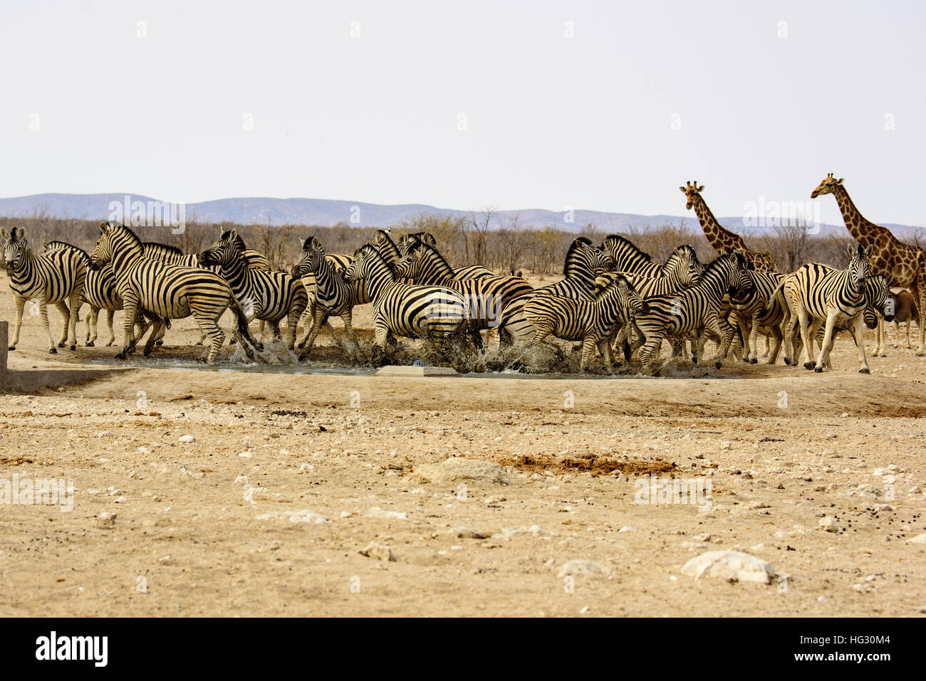Zebra running scared at the waterhole Stock Photo - Alamy