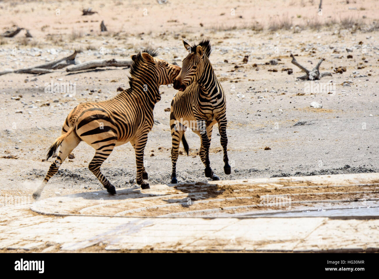 Zebra play fighting Stock Photo - Alamy