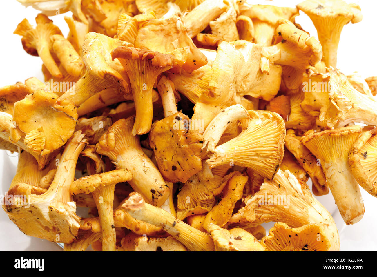 Fresh Golden Chanterelle mushrooms (Cantharellus cibarius Stock Photo ...