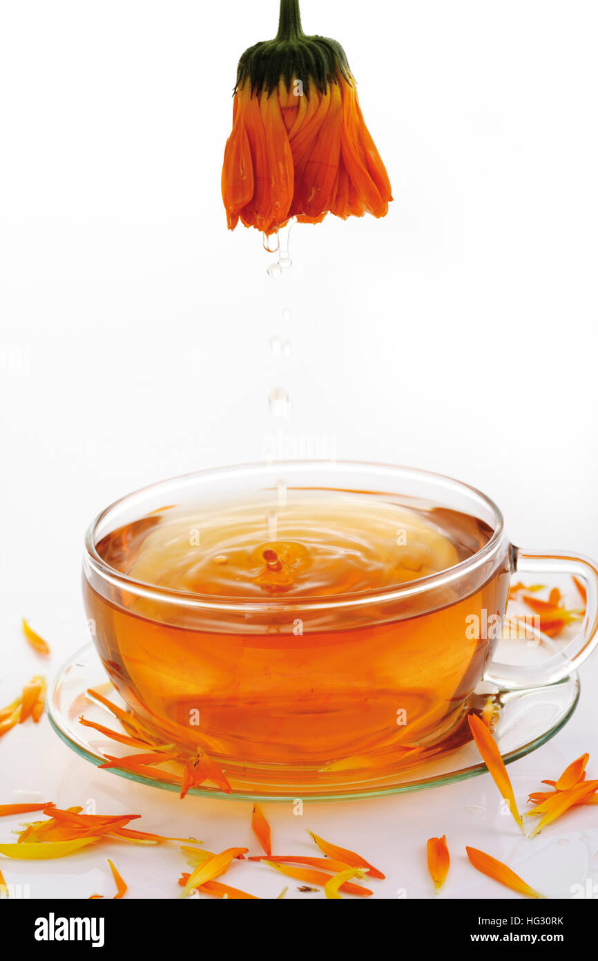 Marigold tea calendula officinalis hi-res stock photography and images ...