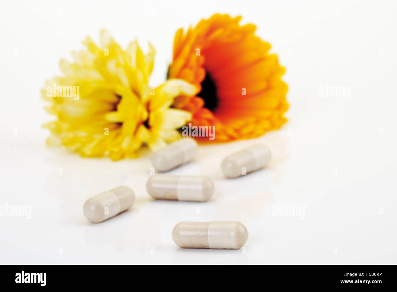 Marigolds and capsules (Calendula officinalis Stock Photo - Alamy