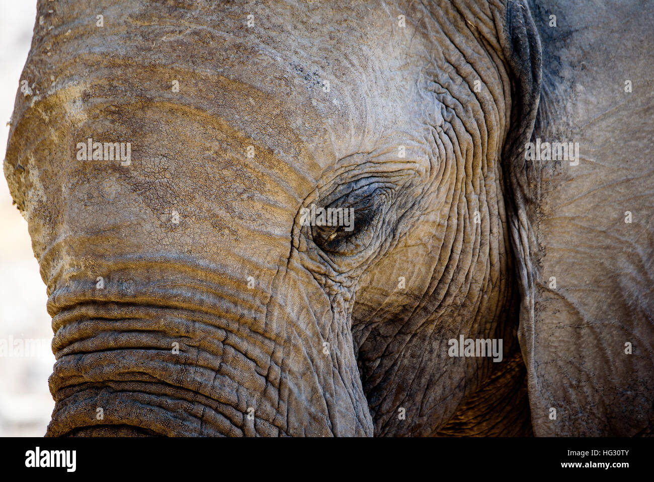 close up of the eye of an African elephant Stock Photo - Alamy