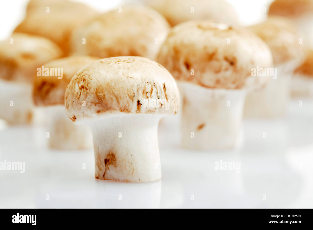 Button Mushrooms, Champignons (Agaricus Stock Photo - Alamy