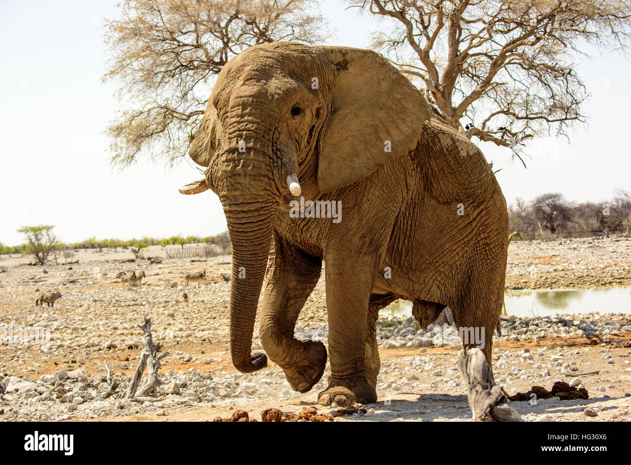 Elephant approaching hi-res stock photography and images - Alamy