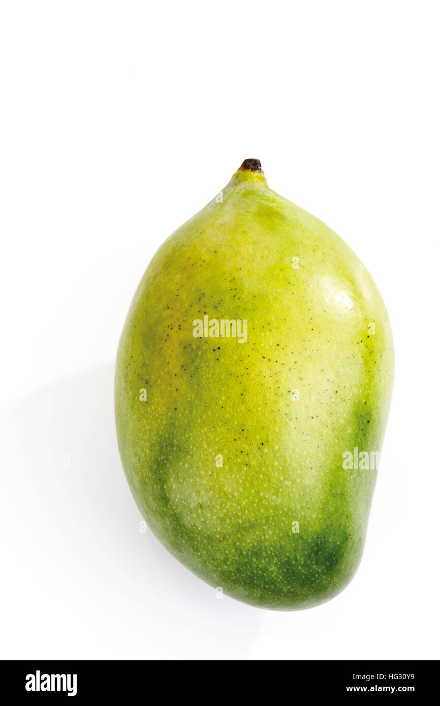 Mango (Mangifera indica), Israel Stock Photo - Alamy
