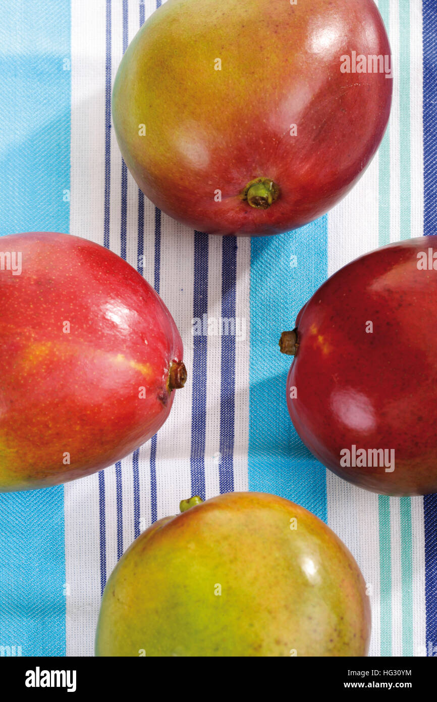 Mangoes (Mangifera indica), Brazilian Stock Photo - Alamy