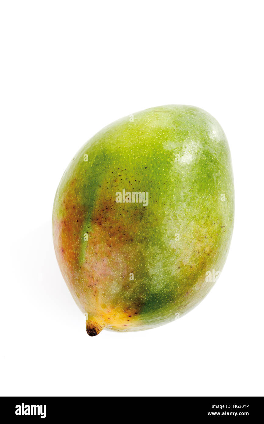 Mango (Mangifera indica), Israeli Stock Photo - Alamy