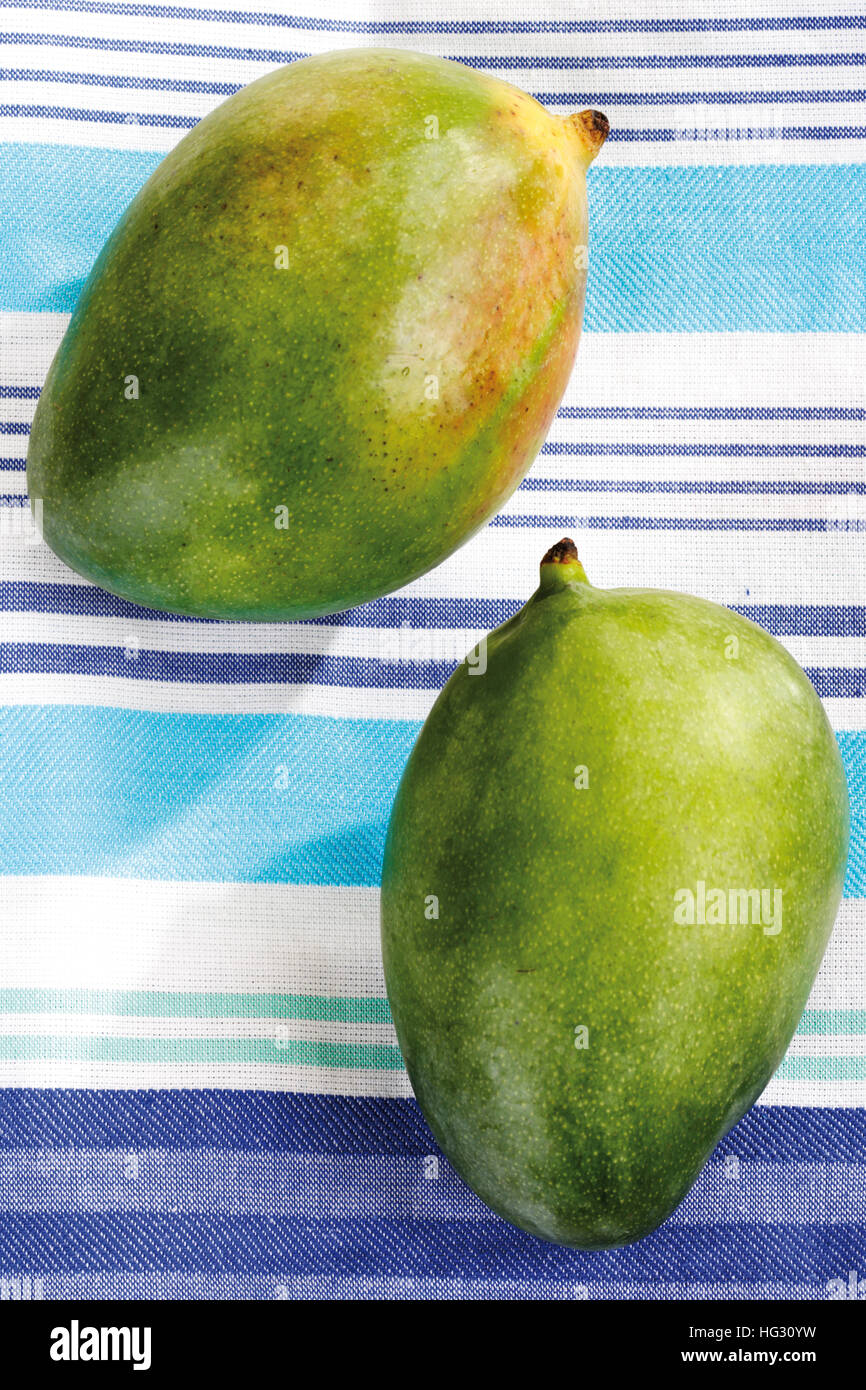 Mangoes (Mangifera indica), Israeli Stock Photo - Alamy