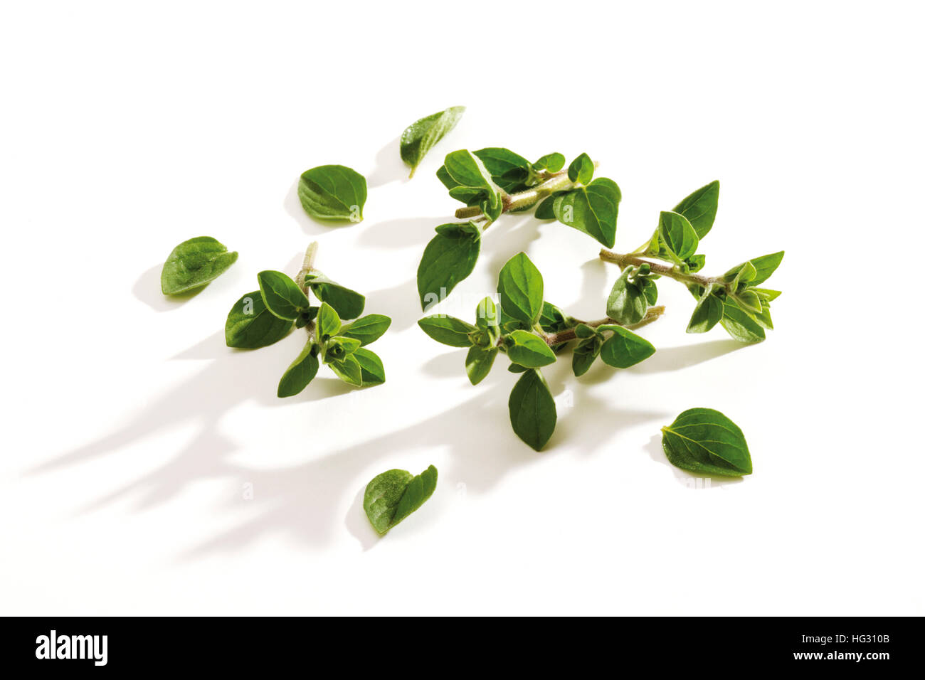 Oregano or Pot Marjoram (Origanum vulgare Stock Photo - Alamy