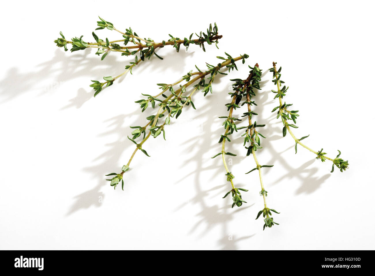 Thymus vulgaris herb plant Cut Out Stock Images & Pictures - Alamy