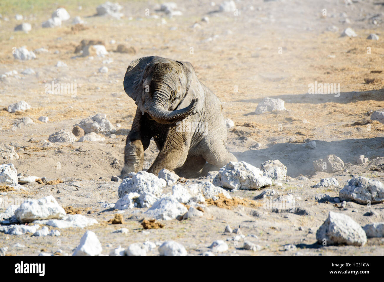 Baby elephant trying to stand up Stock Photo - Alamy