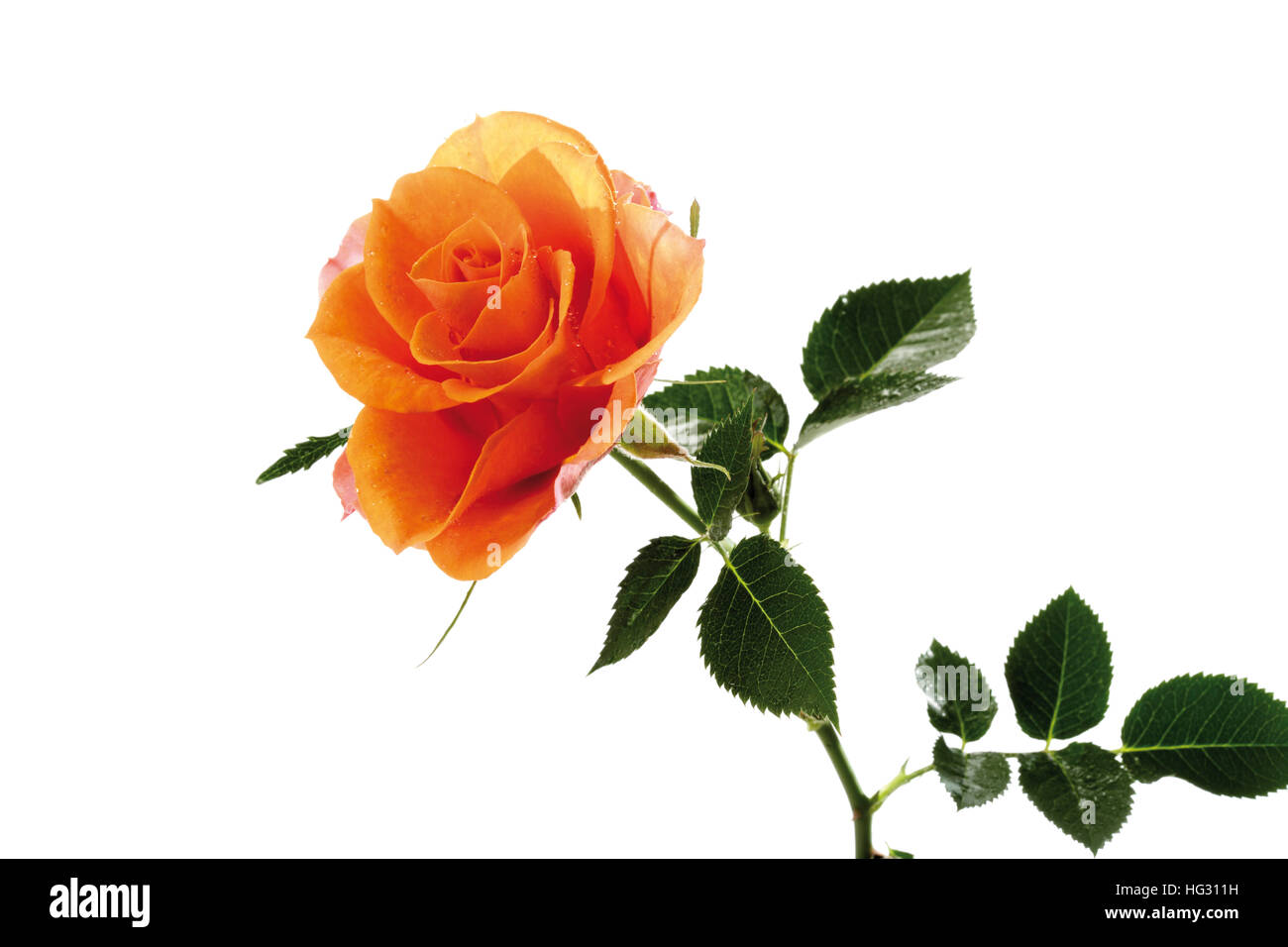 Salmon-coloured Rose (Rosa Stock Photo - Alamy
