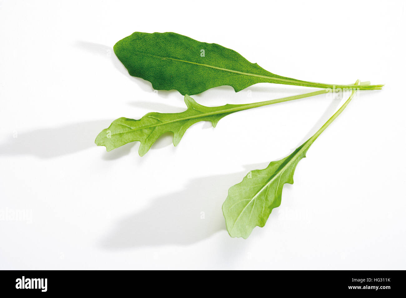 Rucola, Garden Rocket or Arugula (Eruca sativa Stock Photo - Alamy