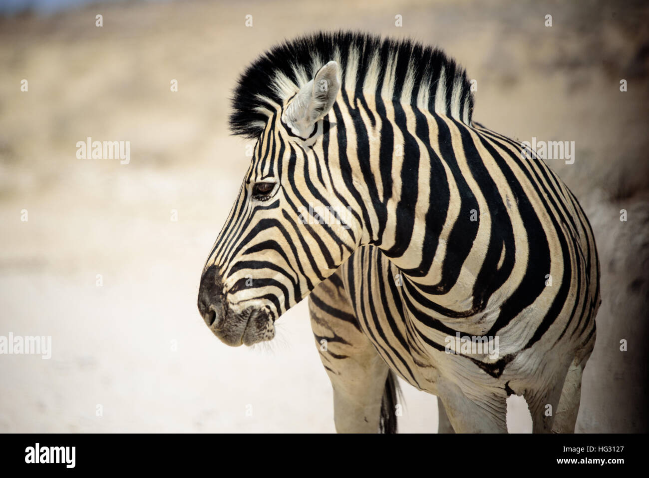 close up of the head of a Zebra Stock Photo - Alamy