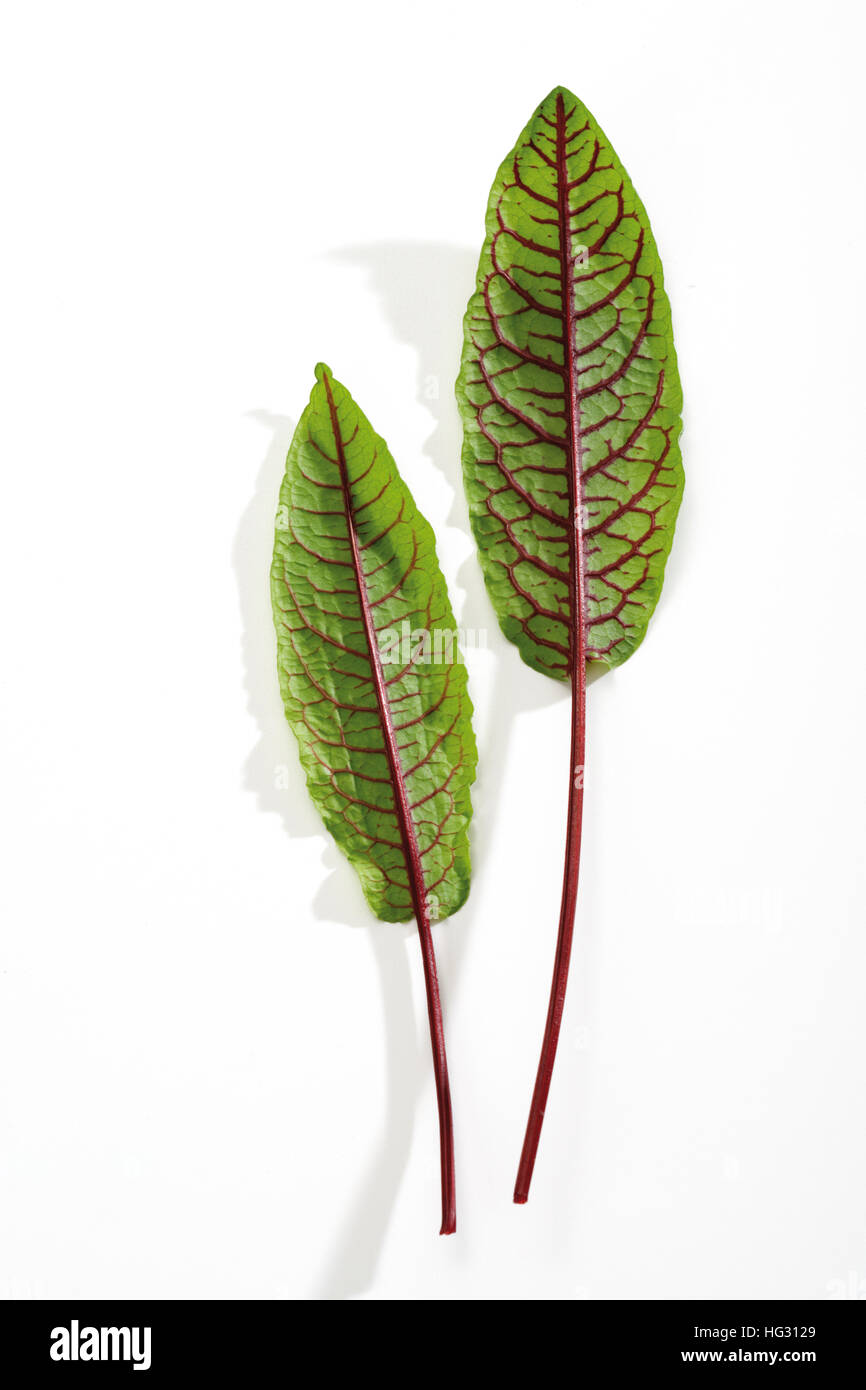 Wrinkled sorrel hi-res stock photography and images - Alamy