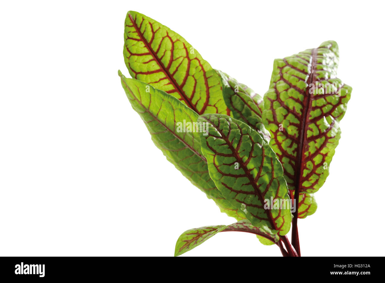 Wrinkled sorrel hi-res stock photography and images - Alamy