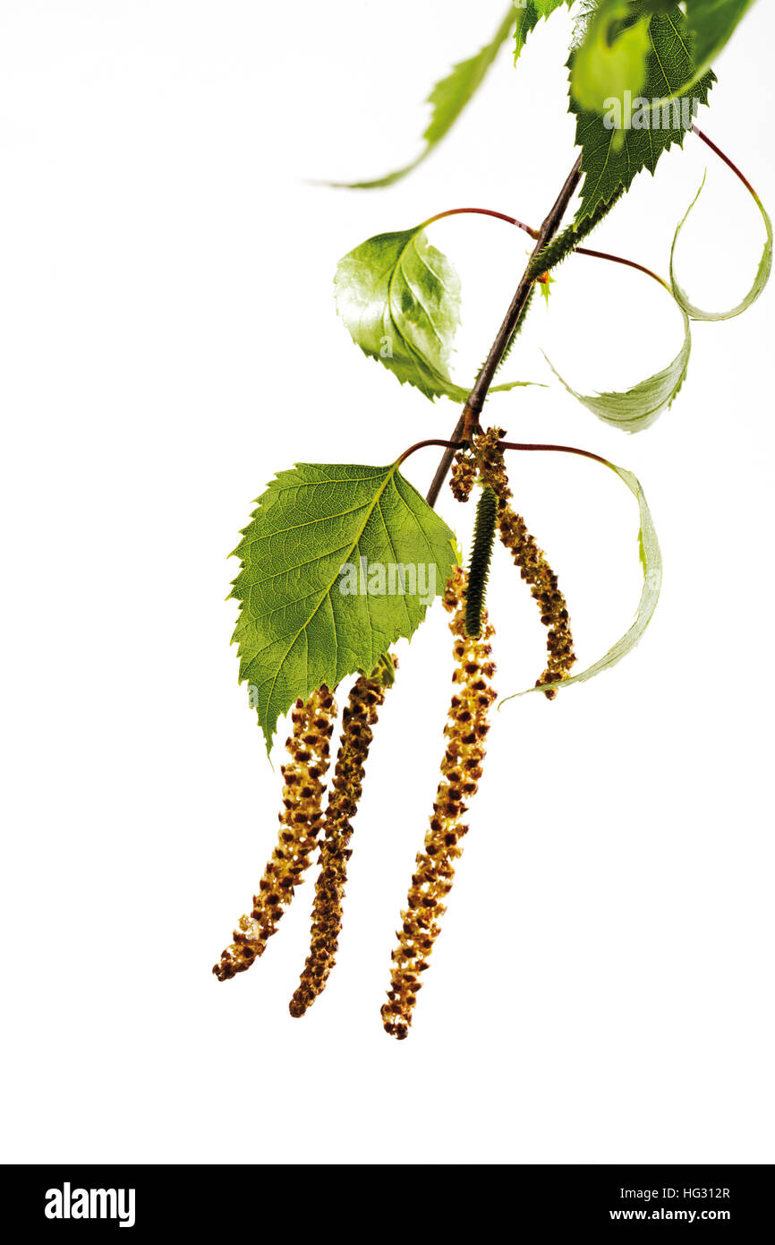 Birch pollen (Betula Stock Photo - Alamy