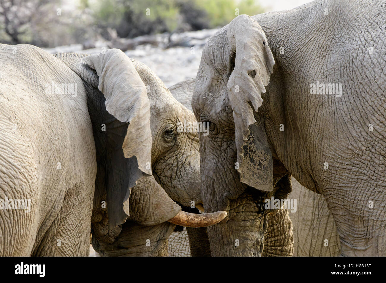 Elephants face to face hi-res stock photography and images - Alamy