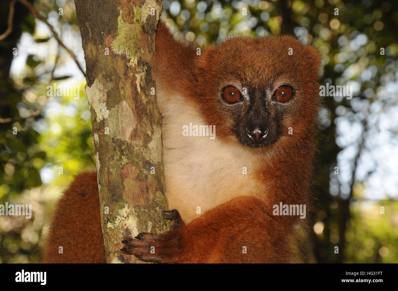 Red bellied lemur madagascar hi-res stock photography and images - Alamy
