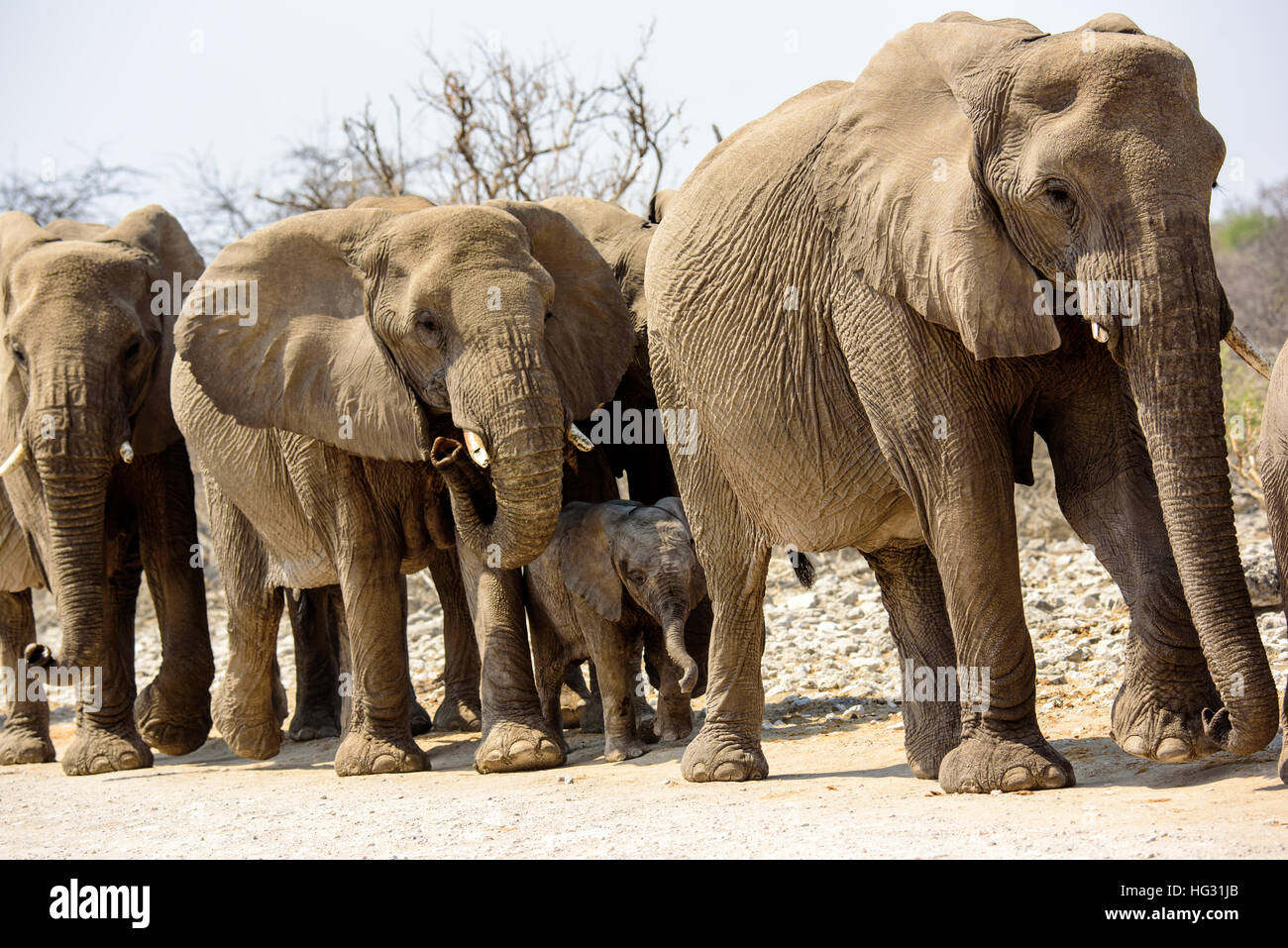 Group troop hi-res stock photography and images - Alamy