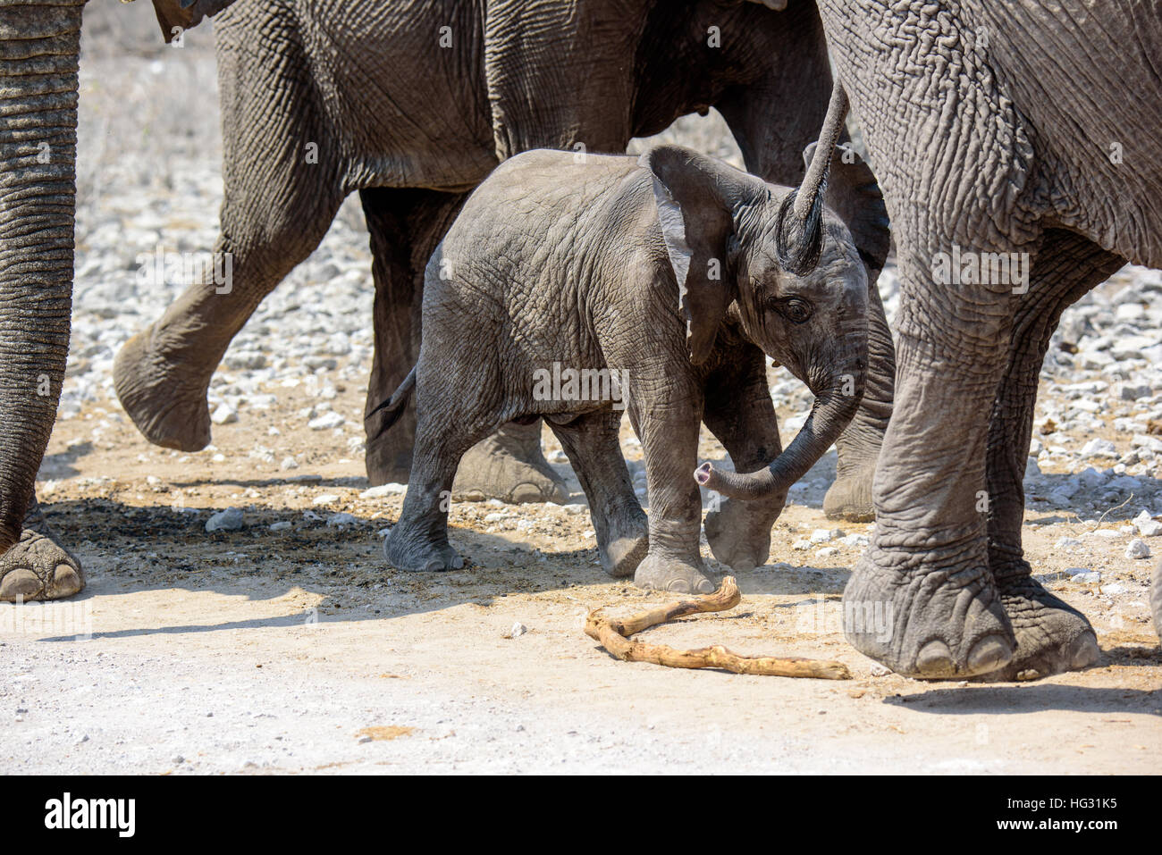 elephant calf secure in the legs of the herd Stock Photo - Alamy