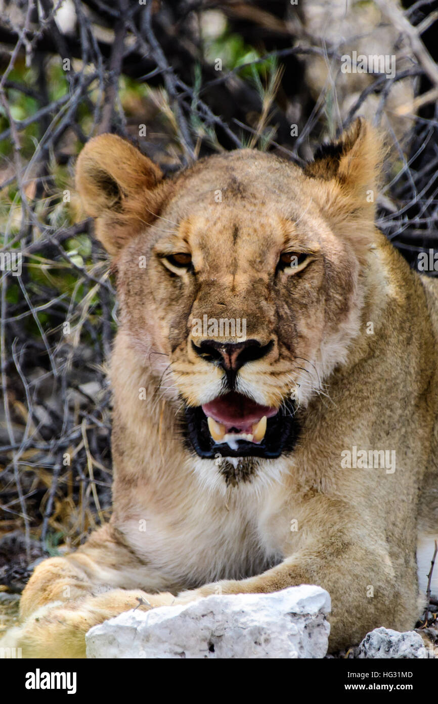 Close up of the face of a Lioness Stock Photo - Alamy