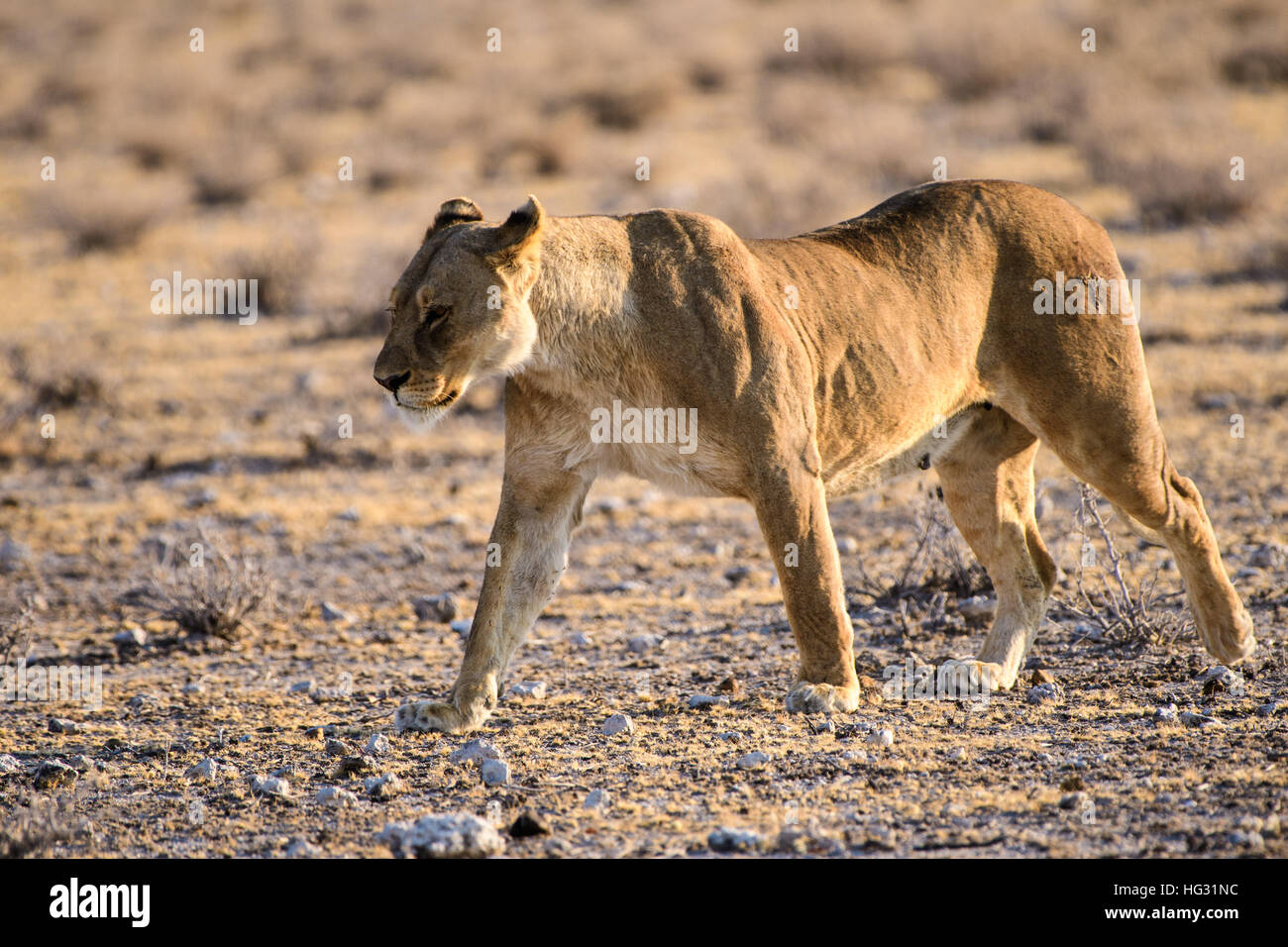Prowls hi-res stock photography and images - Alamy