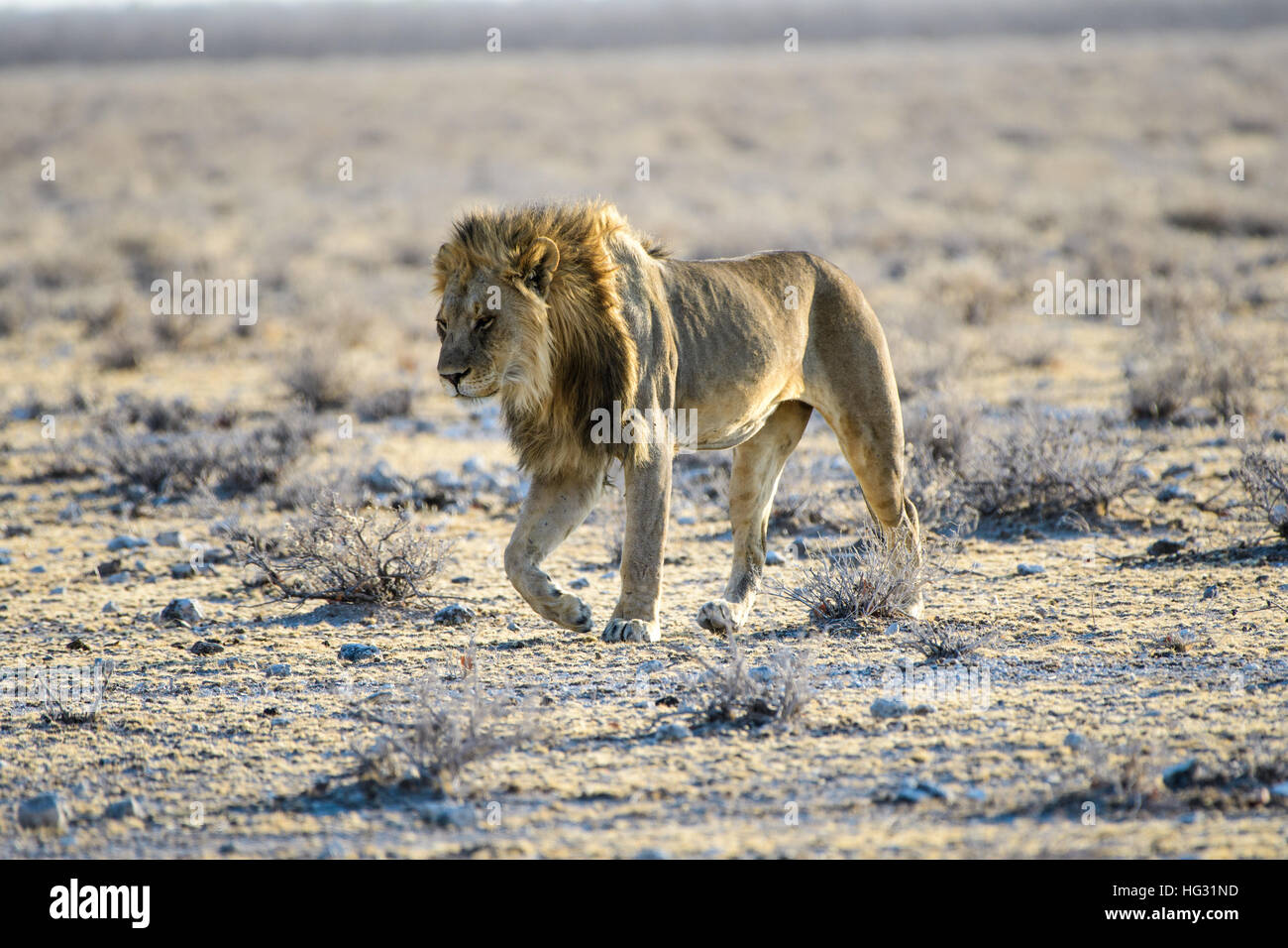 Lion in the wilderness hi-res stock photography and images - Alamy