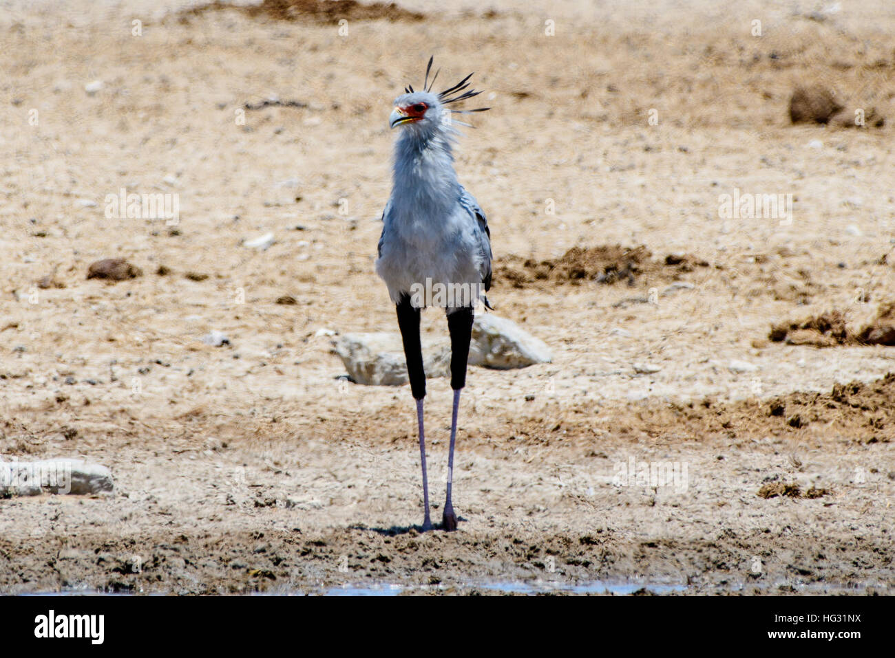Secretary bird hi-res stock photography and images - Alamy