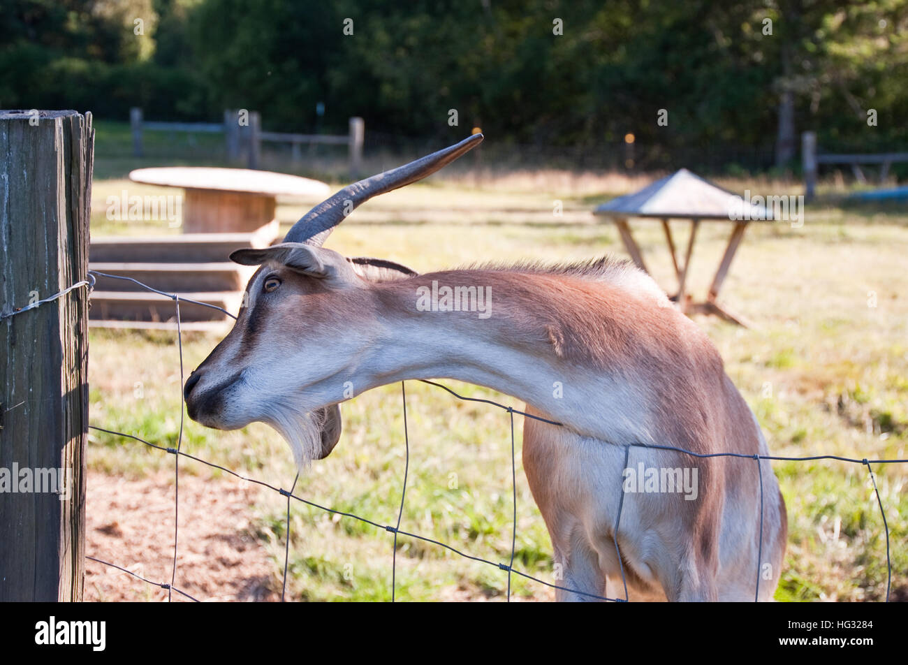 Goat farm nature hi-res stock photography and images - Alamy
