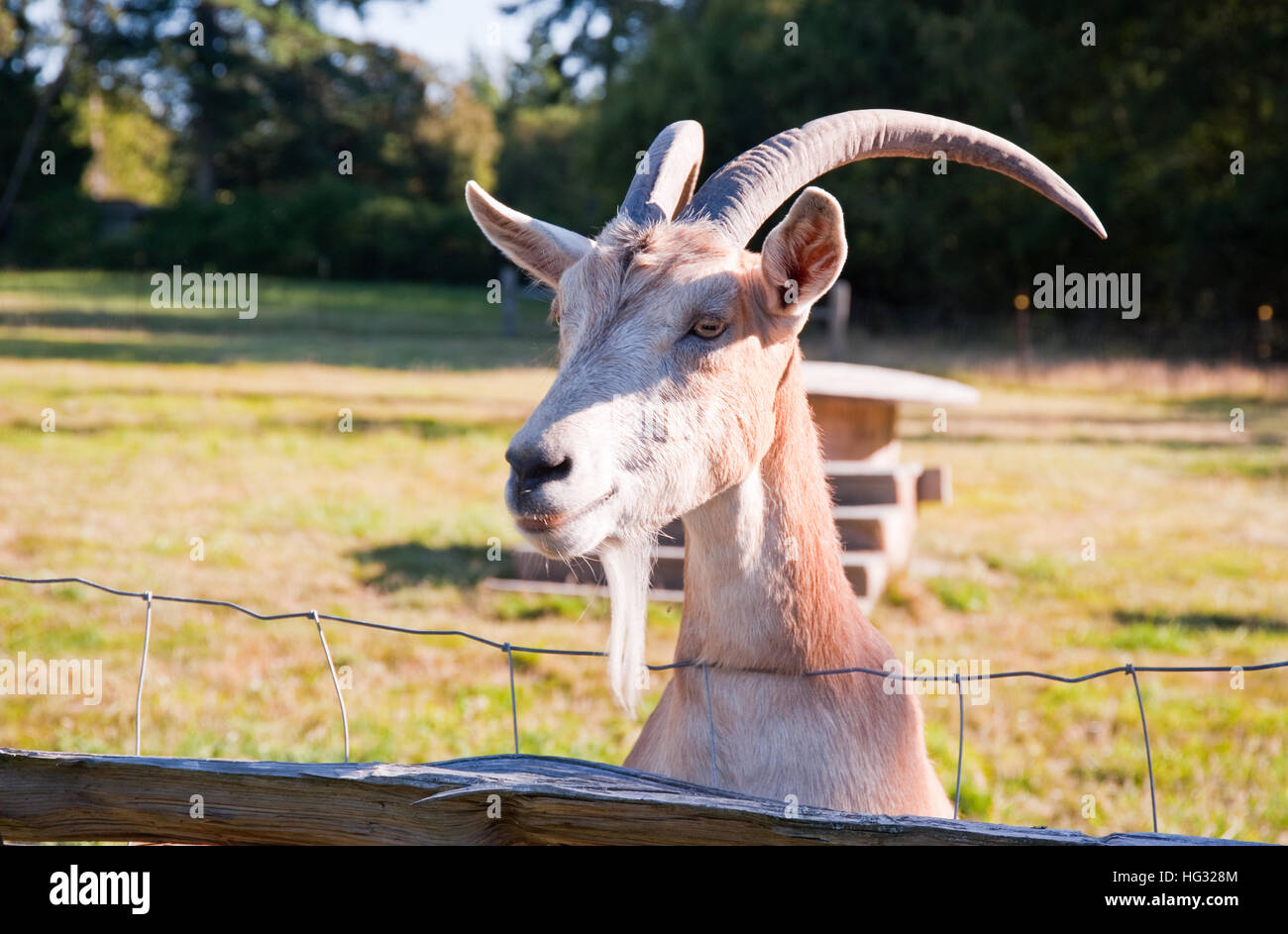 Mammal farming hi-res stock photography and images - Alamy